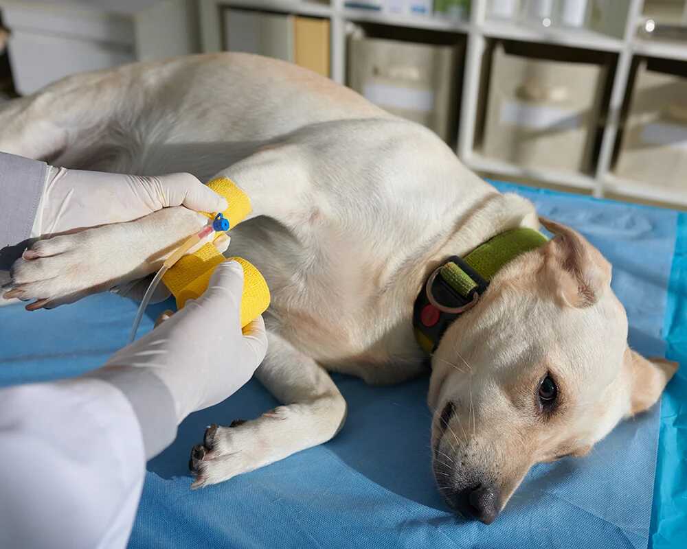 Understanding Veterinary Emergencies: A Guide for Pet Owners ...